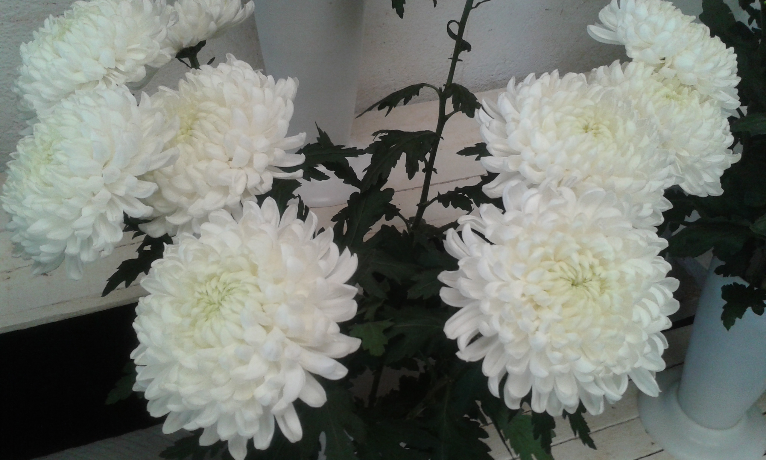 Neptune Flowers Kenya